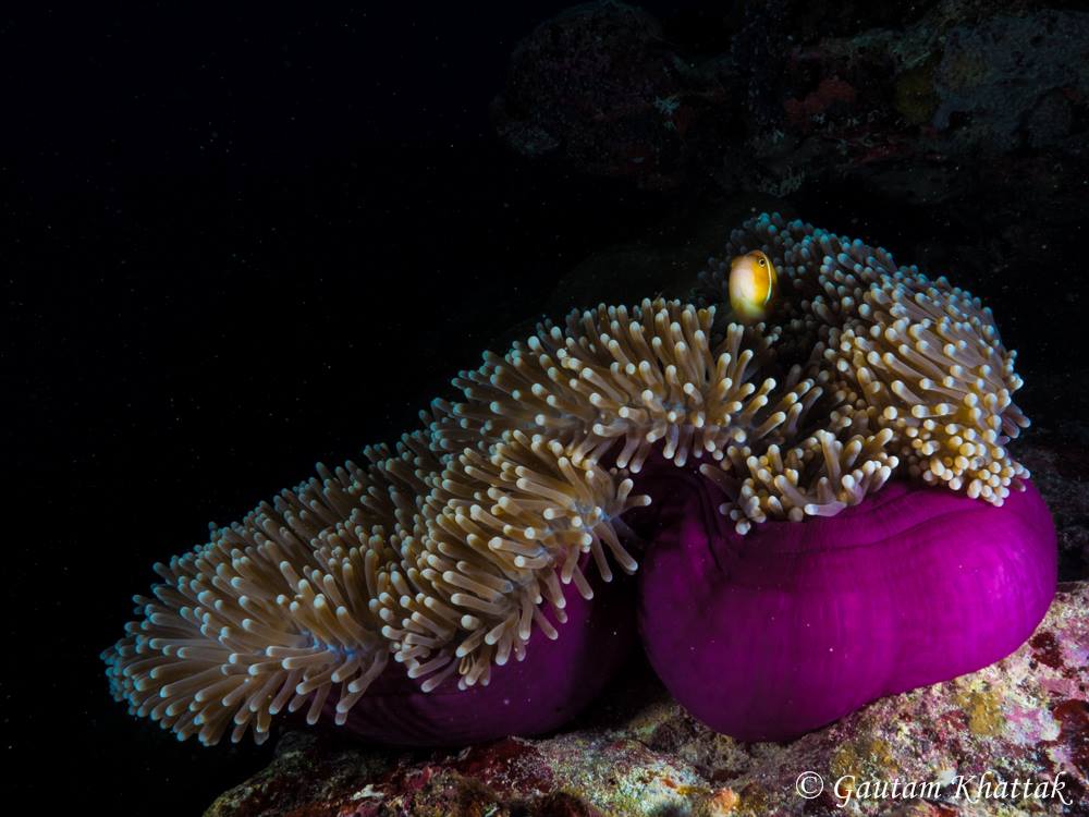 Dive Palau